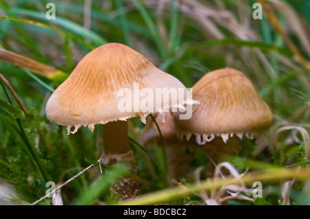 Earthy powdercap fungus (Cystoderma amianthinum) on moorland UK Stock ...