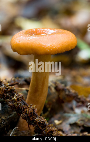 MILKCAP Lactarius sp Stock Photo - Alamy