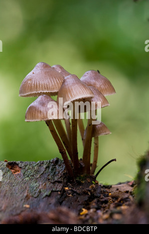 Clustered bonnet toadstools Stock Photo - Alamy