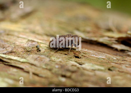 Death watch furniture beetle in mature seasoned oak timber beam with ...