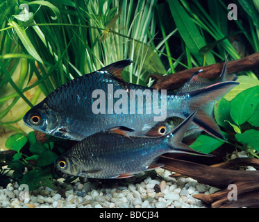 Red Tail Tinfoil Barb (Barbus schwanenfeldi, Barbonymus schwanenfeldii ...