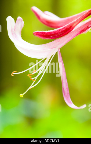 Honeysuckle Flower Lonicera sp. UK Stock Photo - Alamy