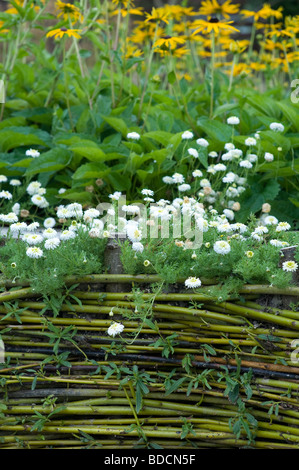 Living willow structure and fedge in the garden or park. Concept of ...