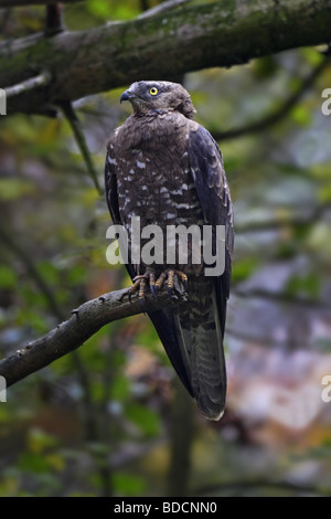 Honey buzzard, female, European honey buzzard, female, Pernis apivorus ...