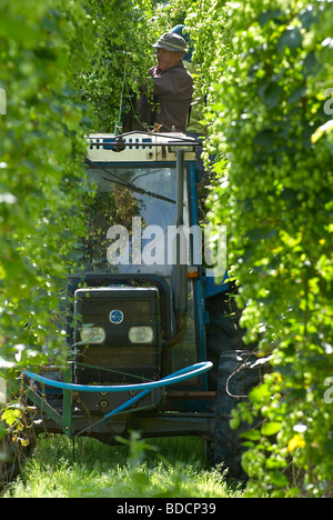 Harvesting hops in the field with a tractor aerial top view Stock Photo ...
