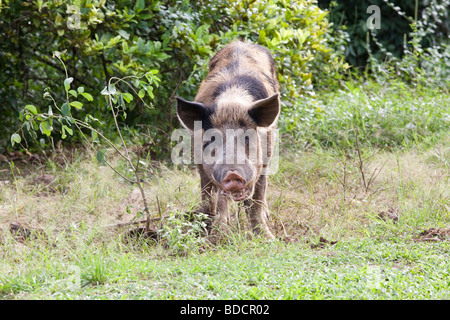 A tethered pig on Rarotonga in The Cook Islands Stock Photo - Alamy