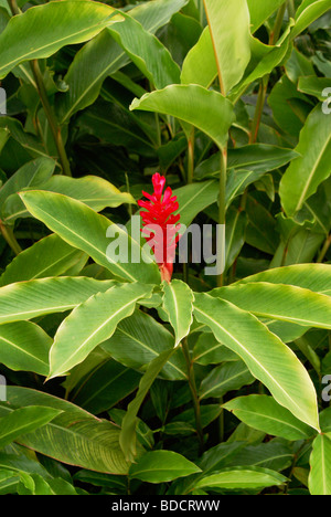 Hawaii, Red Ginger [Alpinia Purpurata] Stock Photo - Alamy