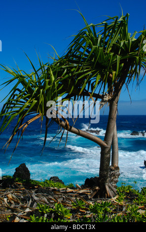 Hala tree Hawaii Stock Photo - Alamy
