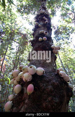 Bumpy Satinash, Syzygium cormiflorum, fruiting. cormiflorum Stock Photo ...