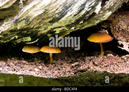 A fruiting body of lion shield fungus (Pluteus leoninus) growing in ...