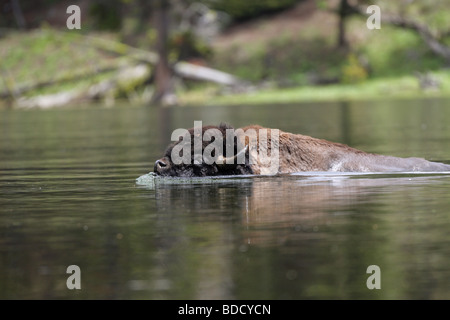 Bison American buffalo swimming across the Yellowstone River with a ...