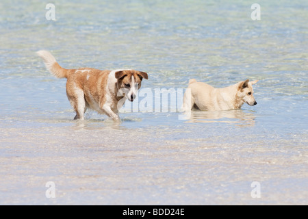 Dogs on a beach on Rarotonga, Cook Islands Stock Photo - Alamy