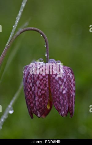 Schachblume (Fritillaria meleagris) Chess Flower Stock Photo - Alamy