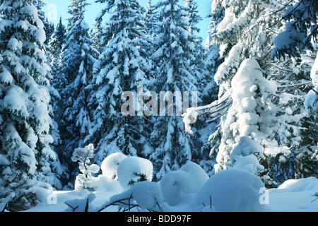 Christmas theme- frozen trees Stock Photo - Alamy