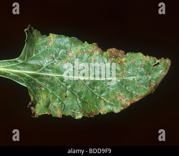 Close up of Cercospora beticola, leaf white spot on red swiss chard ...