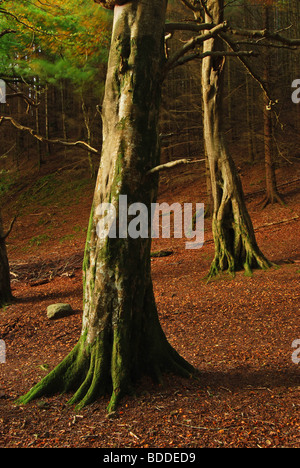 Woodland on the slopes of Beinn Lora, Benderloch, Argyll, Scotland, UK ...