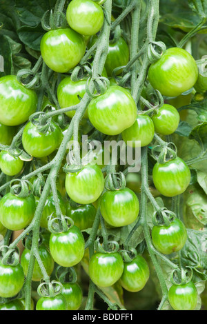 Tomato plant with green tomatoes . Garden with growing vegetables Stock ...