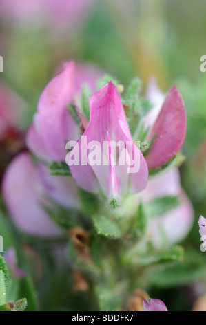 Common Restharrow (Ononis repens), Fabaceae. Isle of Wight, UK Stock ...