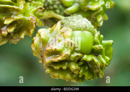 KNOPPER GALLS of gall wasp Andricus quercuscalicis on Turkey Oak acorns ...