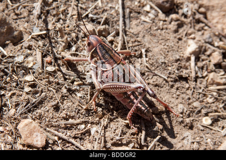 Desert locust (Schistocerca gregaria) in flight, controlled Stock Photo ...