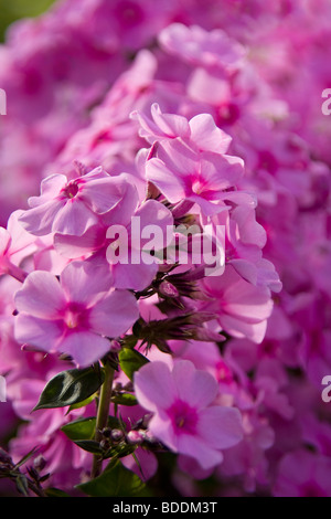 Garden phlox (Phlox paniculata 'Pink Eye Flame' Stock Photo - Alamy