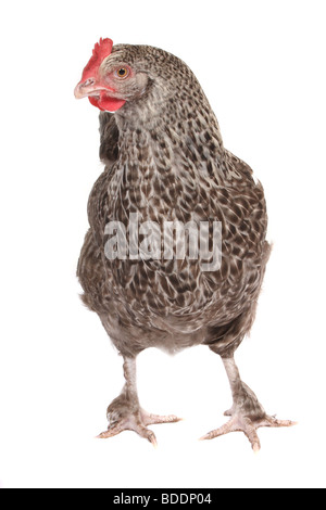 A California Grey chicken photographed on a white background Stock ...