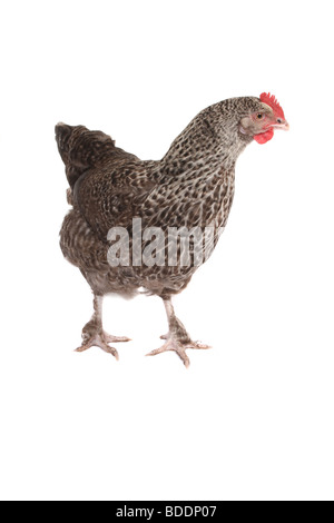 A California Grey chicken photographed on a white background Stock ...