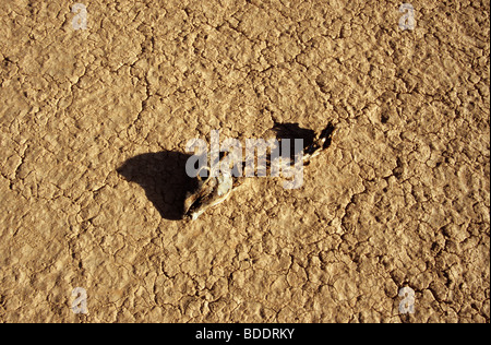 The skull and vertebra of a dead Guanaco on a dry mud flat in Chubut ...