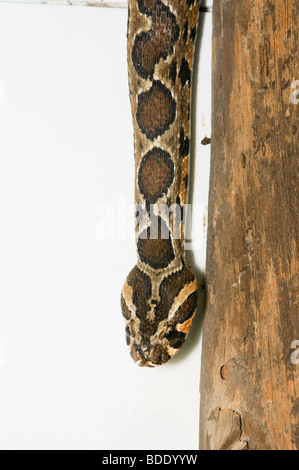 Palestinian viper, Palestine viper (Vipera palaestinae, Daboia ...