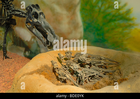 Maiasaura Dinosaur with Babies Stock Photo - Alamy