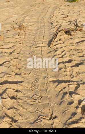 Green turtle tracks, Floreana island, Galapagos Stock Photo - Alamy