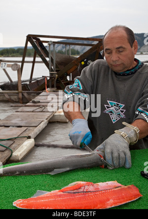 Salmon caught in a Fishing wheel, for automated catching of salmon in ...