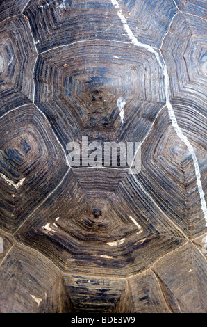 Detail of a giant tortoise shell Stock Photo - Alamy