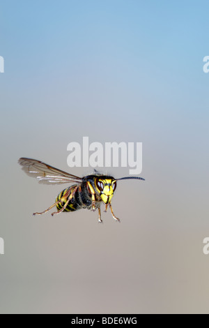 Wasps in flight Stock Photo - Alamy