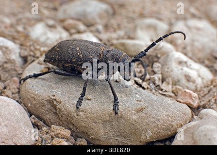 Weaver beetle (Lamia textor) Insecta Stock Photo - Alamy
