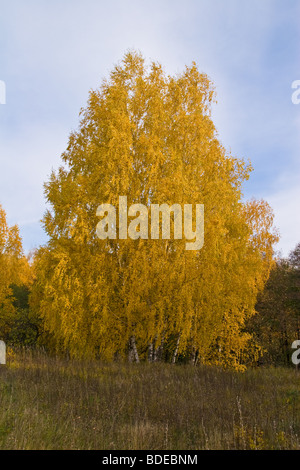 trees landscape format Stock Photo - Alamy