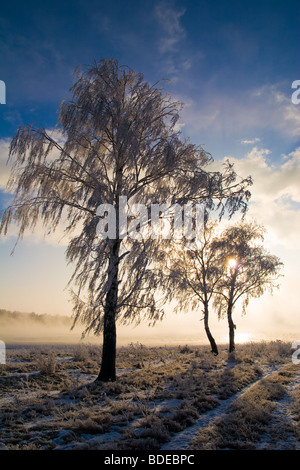 Winter branches of trees in hoarfrost on background snow and white sky ...
