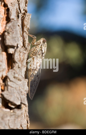 Cicada on a pine tree in paphos Cyprus Stock Photo - Alamy