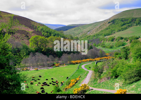Happy Valley Cheviot Hills North Northumbria England Borders Stock ...
