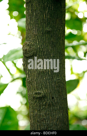 Botany, Ebenaceae. Ebony (Diospyros ebenum Stock Photo - Alamy