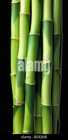 Close-up of a bunch of cut bamboo strips rolls of emerald green Stock ...