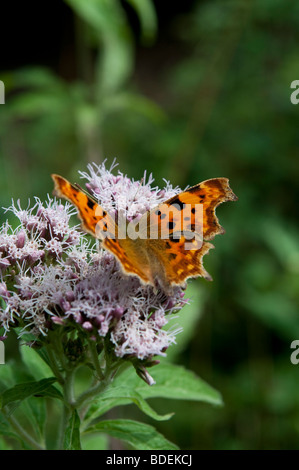 Comma butterfly (Polygonia c-album) feeding on the spring blossom of an ...