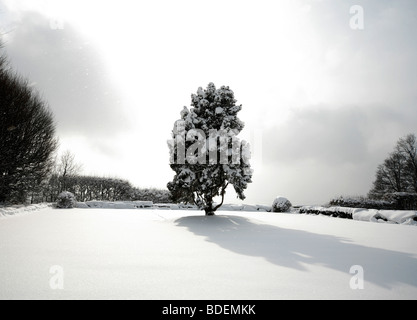 Winter landscape with a lonely tree, Poland Stock Photo - Alamy