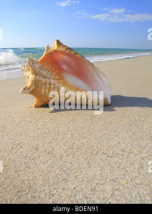 Queen conch shell on beach Stock Photo - Alamy