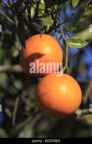 florida usa oranges Stock Photo - Alamy