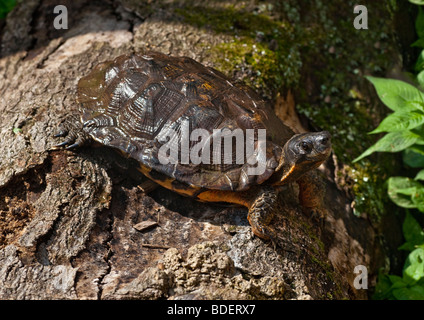 Wood Turtle (Glyptemys insculpta Stock Photo - Alamy