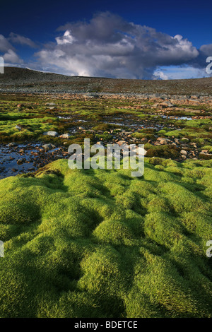 rocky ground with green wild plants Stock Photo - Alamy