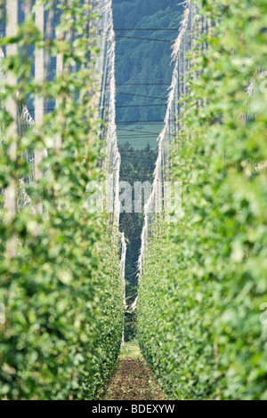 Hop fields. Celje, Stajerska, Slovenia Stock Photo - Alamy