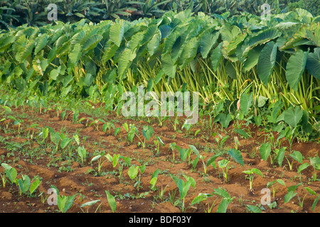 Taro Plants; root vegetable Stock Photo - Alamy