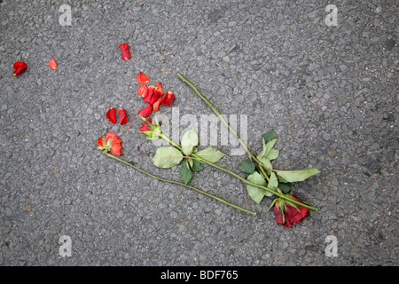 Crushed red rose on the road. Red rose thrown on sidewalk. Trampled ...